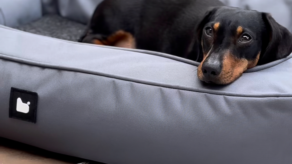 B-Dogbed - Forrest Green | Extreme Lounging